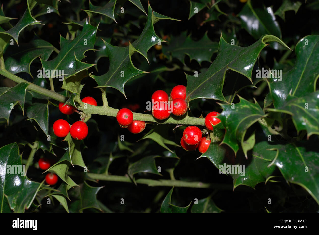 English Holly tree. Close up with red berries. Ilex aquifolium Stock ...