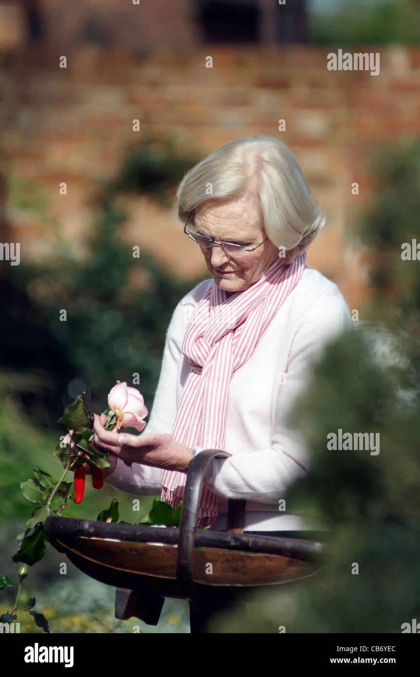 Mary Berry picking roses in her garden Stock Photo - Alamy