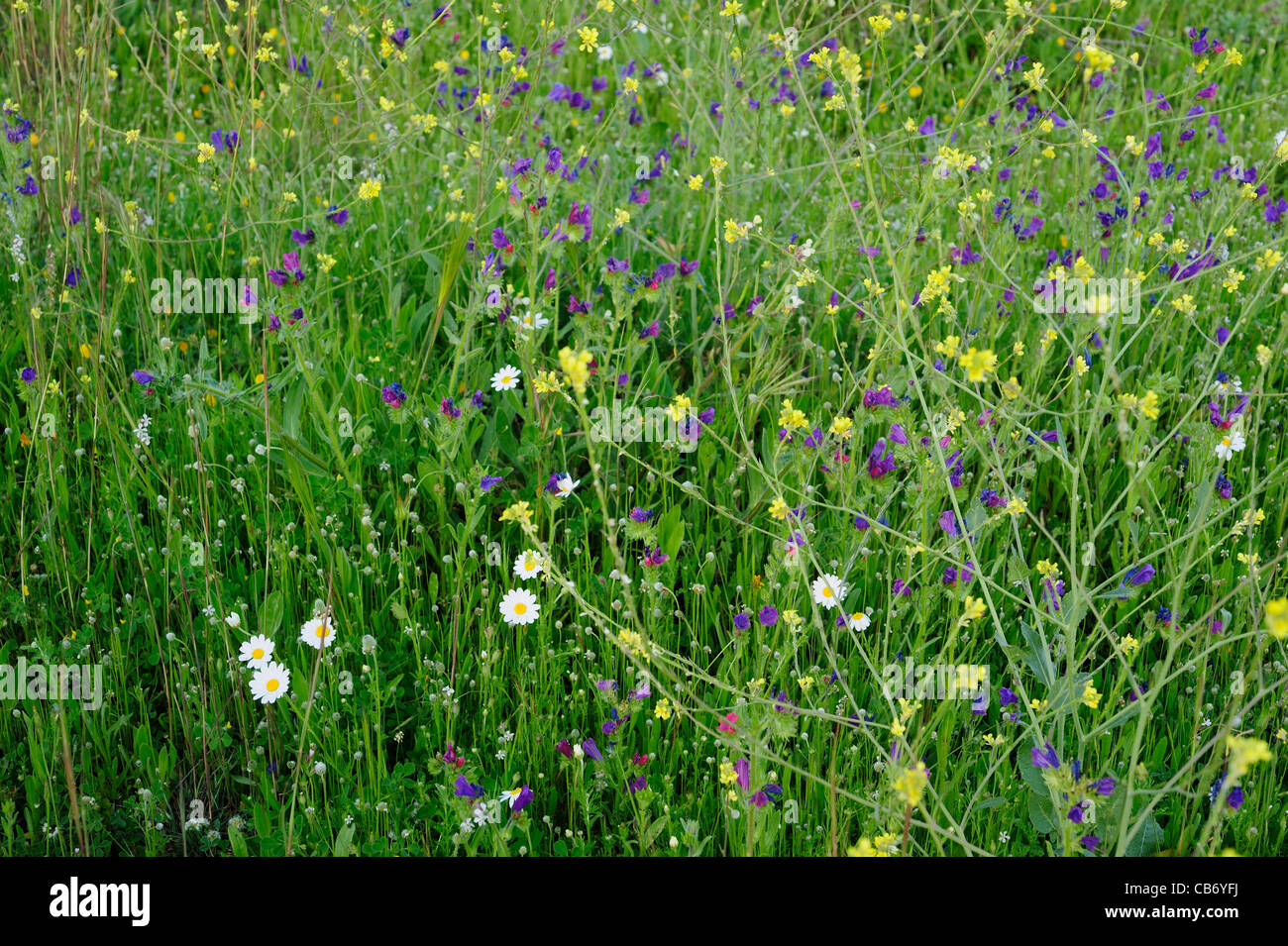 Field covered with wild flowers Stock Photo - Alamy