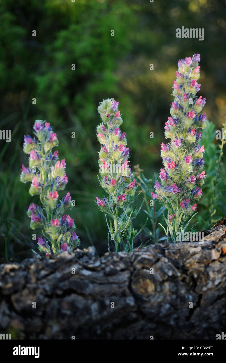 White-leaved Bugloss (Echium Albicans). Group of flowers growing close ...