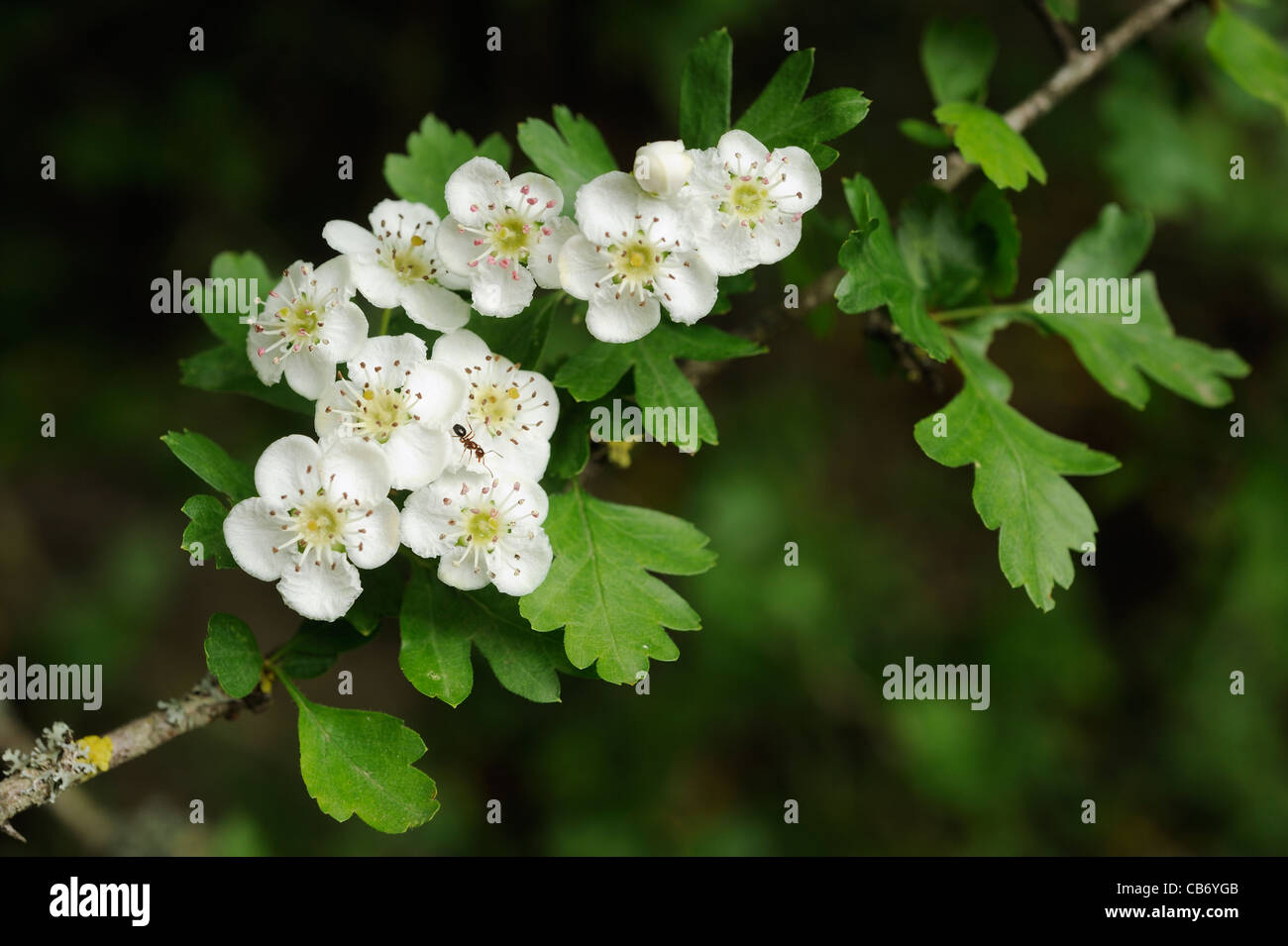Hawthorn bush leave hi-res stock photography and images - Alamy