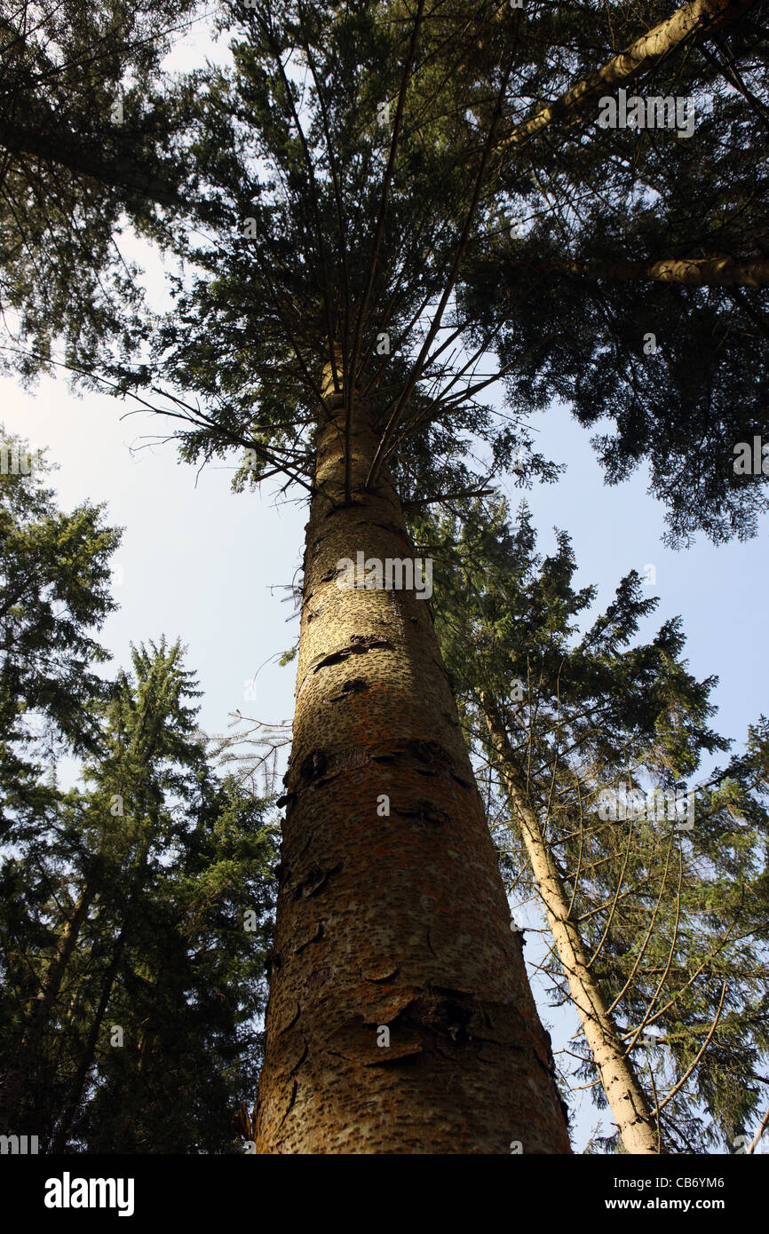 Sitka Spruce trees in the Queen Elizabeth Forest Park which is in the ...