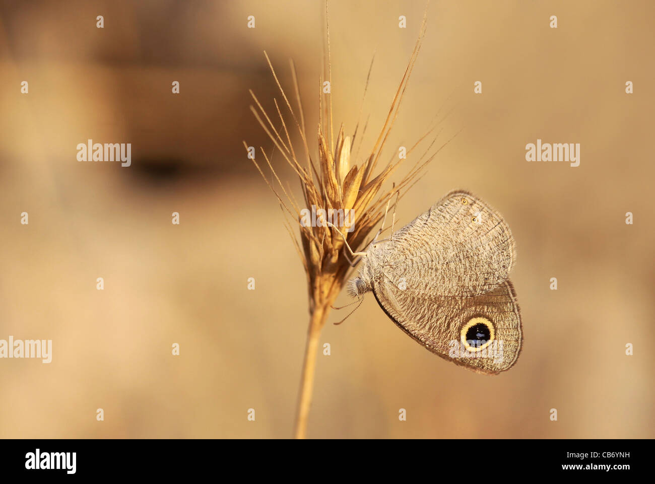 Common Threering or African Ringlet (Ypthima asterope Stock Photo - Alamy