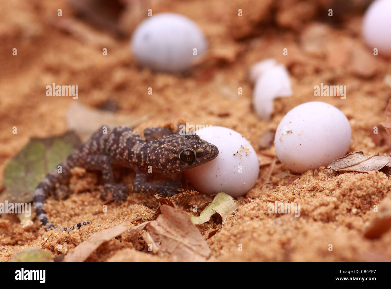 Lizard hatching hi-res stock photography and images - Alamy