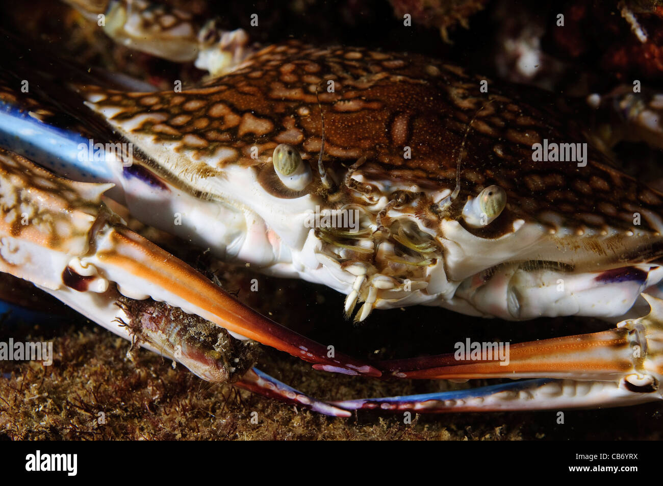 Portunus pelagicus, also known as the flower crab, blue crab, blue ...