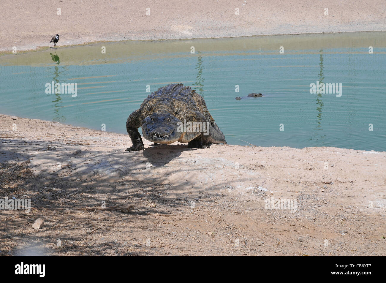 Israel, Aravah, Crocodile and alligator breeding farm Stock Photo - Alamy