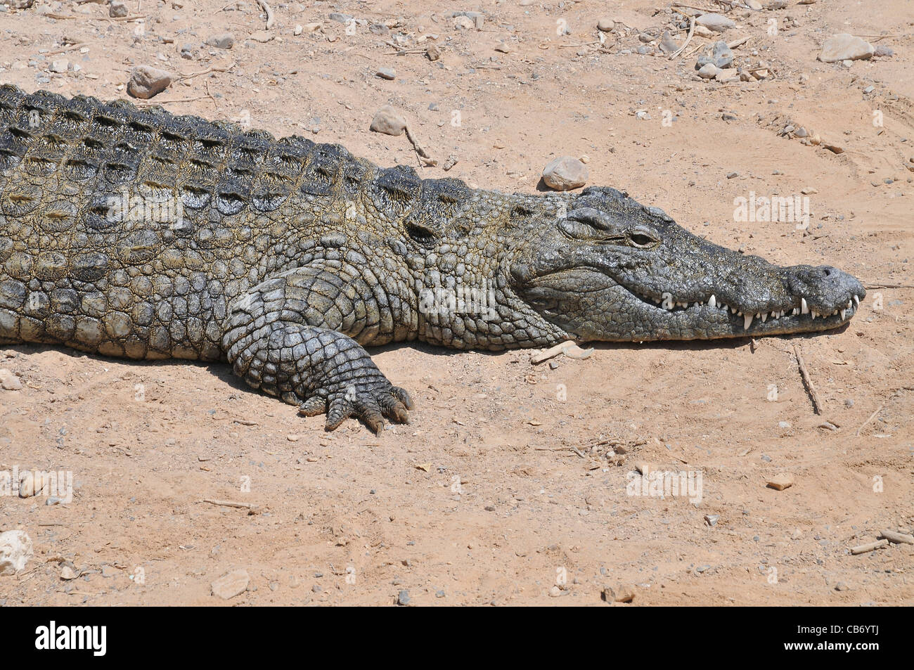 Israel, Aravah, Crocodile and alligator breeding farm Stock Photo - Alamy