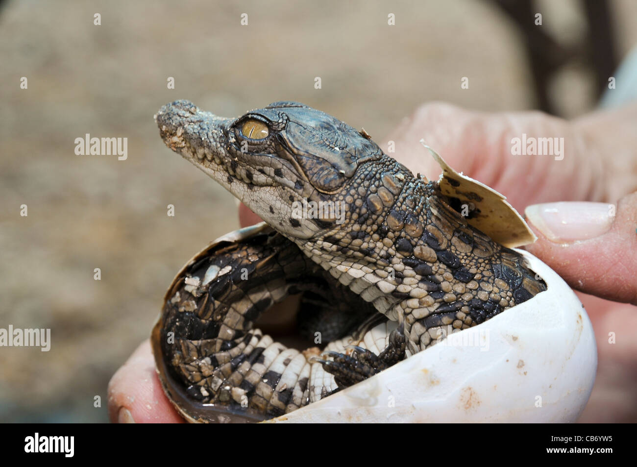 Alligator farm egg hatch hi-res stock photography and images - Alamy