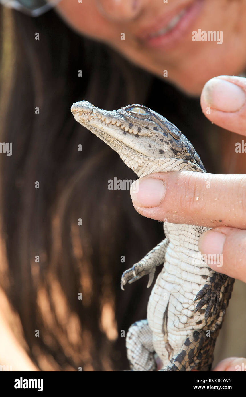 Alligator farm egg hatch hi-res stock photography and images - Alamy