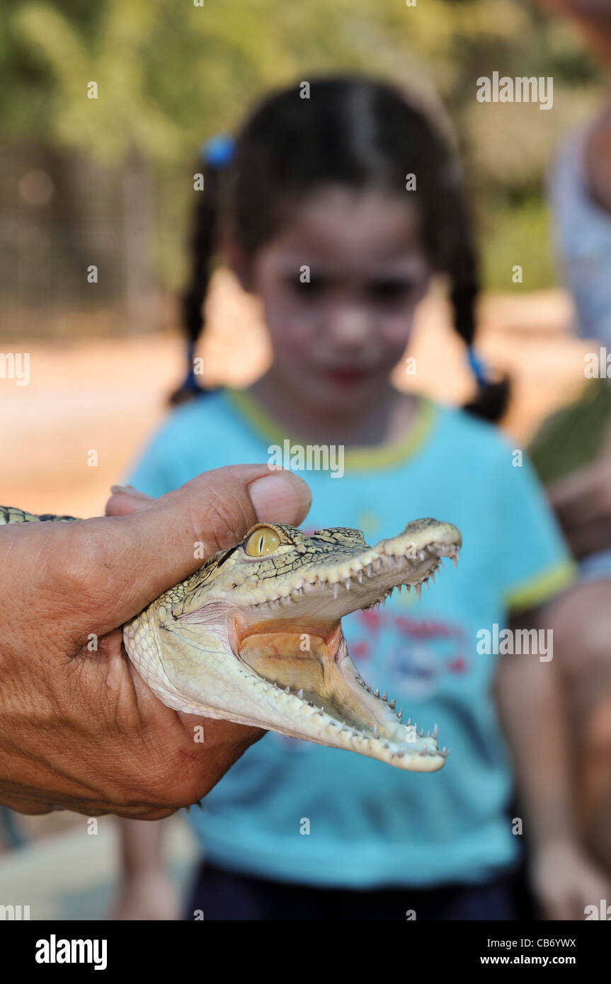 Israel, Aravah, Crocodile and alligator breeding farm Stock Photo - Alamy