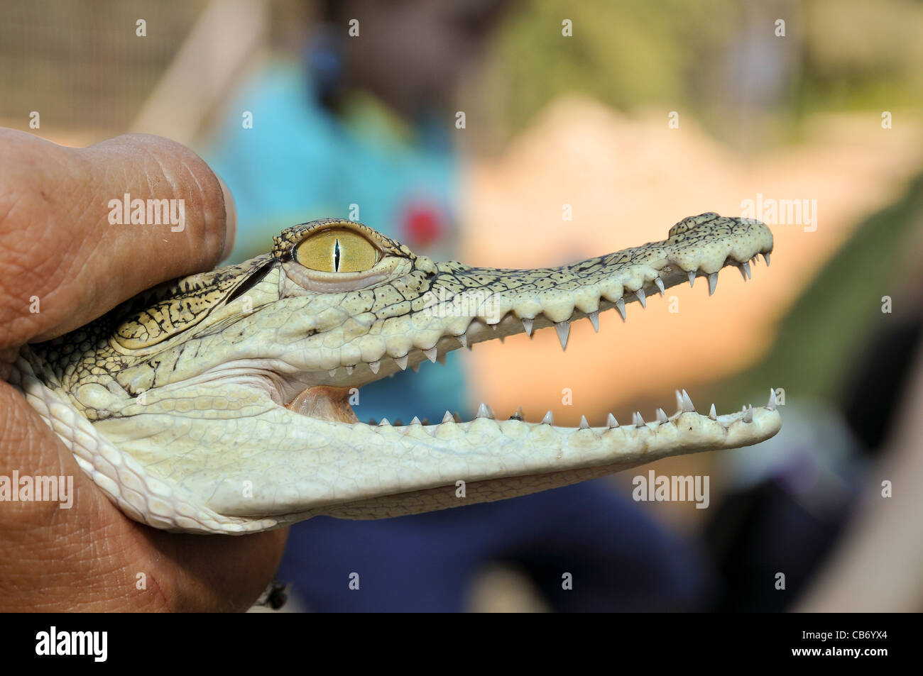 Israel, Aravah, Crocodile and alligator breeding farm Stock Photo - Alamy