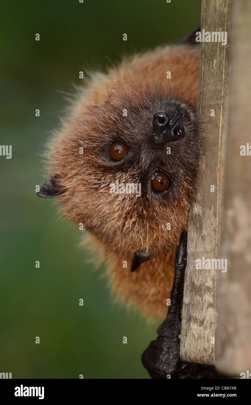 Bat rodent hi-res stock photography and images - Alamy