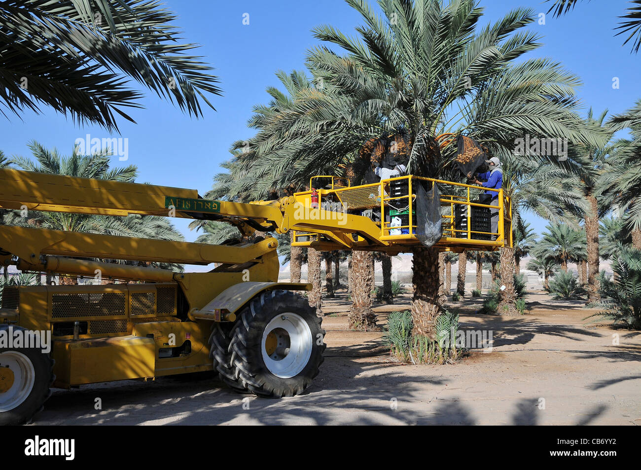 Desert agriculture. Hydraulic platform for picking dates photographed ...