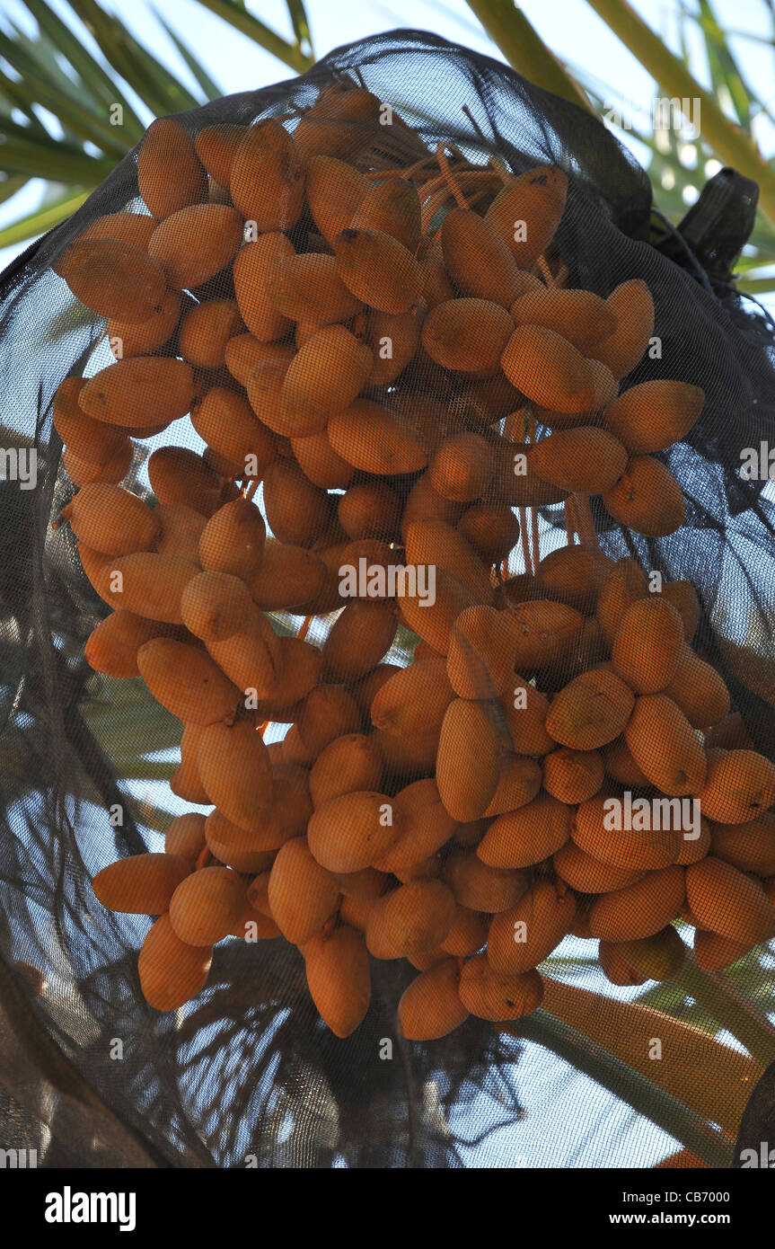 Desert agriculture. Ripe dates on the tree wrapped in a net Stock Photo ...