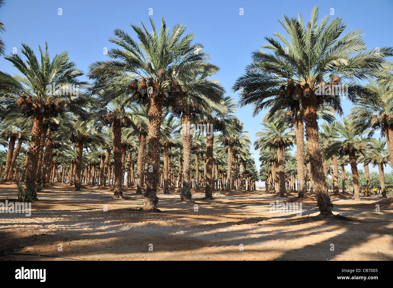 Desert agriculture. Date palm tree plantation. photographed in Israel ...