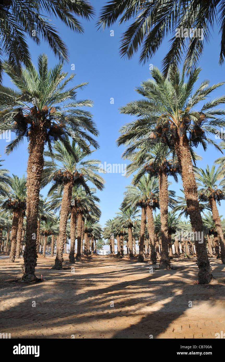 Desert agriculture. Date palm tree plantation. photographed in Israel ...