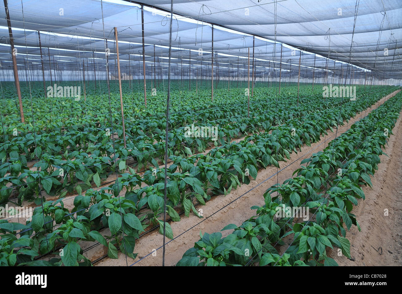 Organic pepper farm. Peppers are cultivated inside a hothouse to keep ...