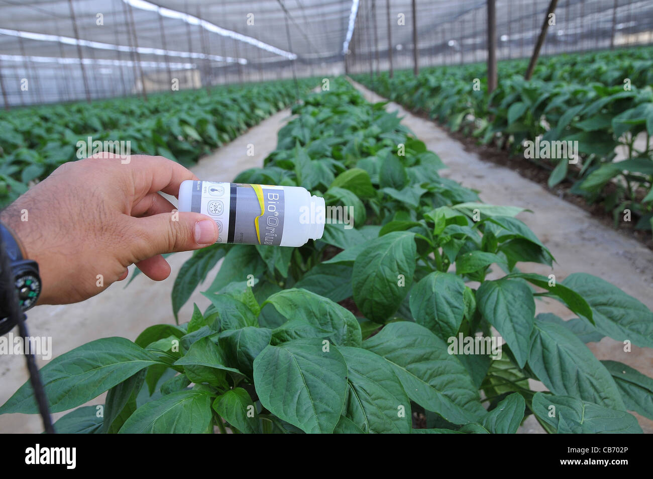 Organic pepper farm. Peppers are cultivated inside a hothouse to keep ...