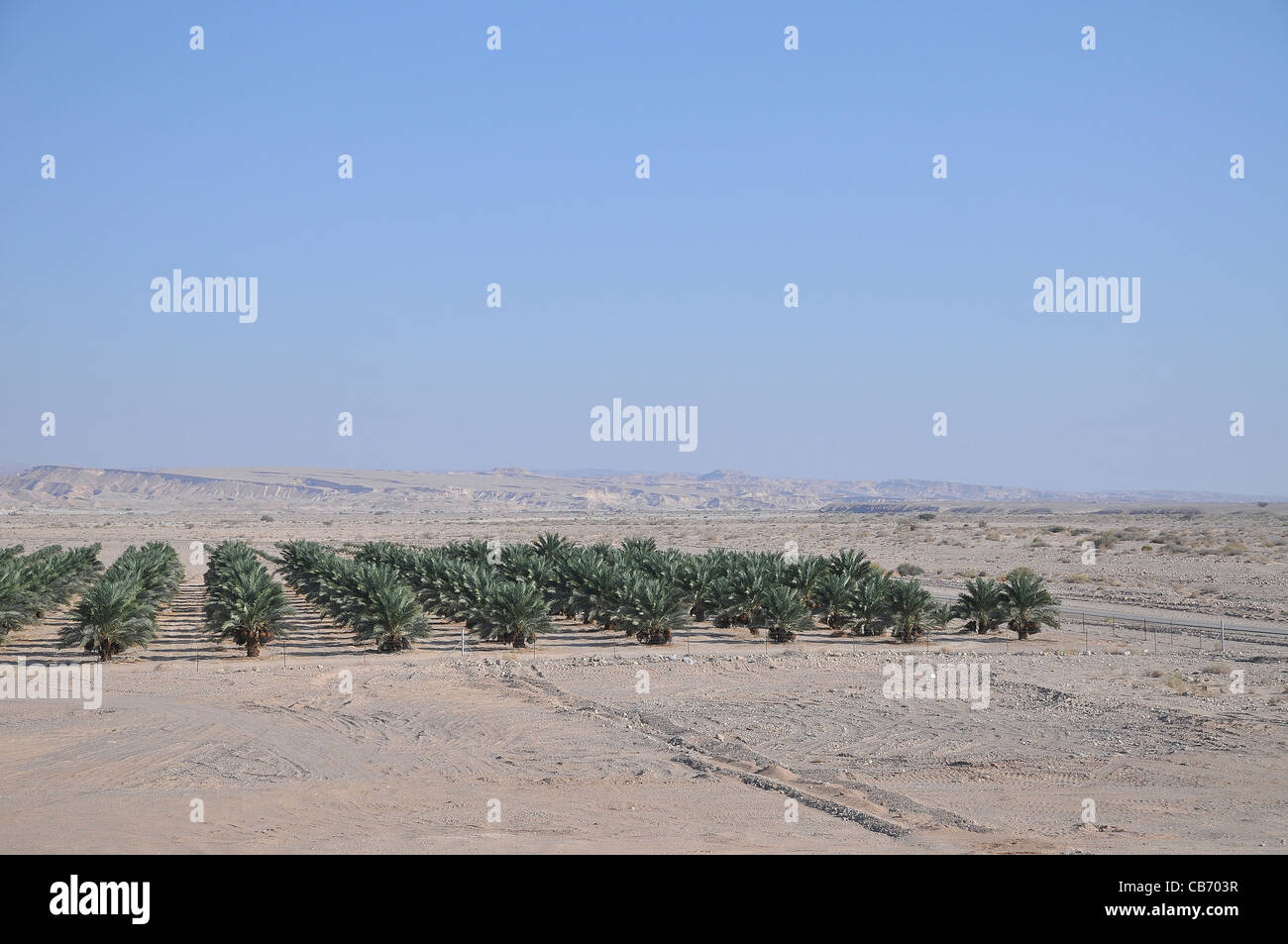 Desert agriculture. Date palm tree plantation. photographed in Israel ...