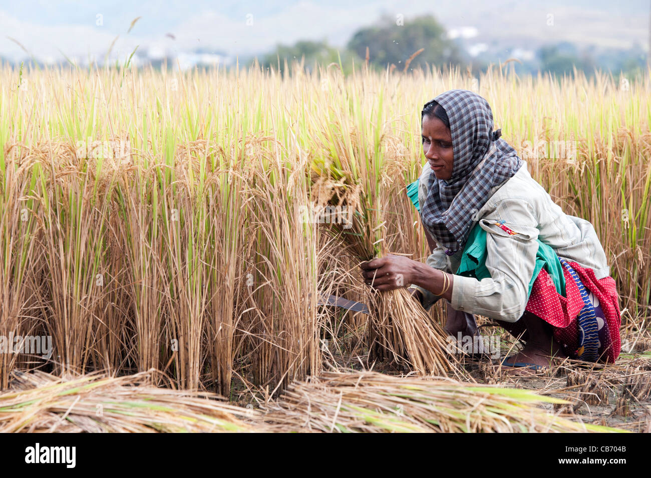 Indian woman cutting rice in the middle of a ripe paddy field with a ...