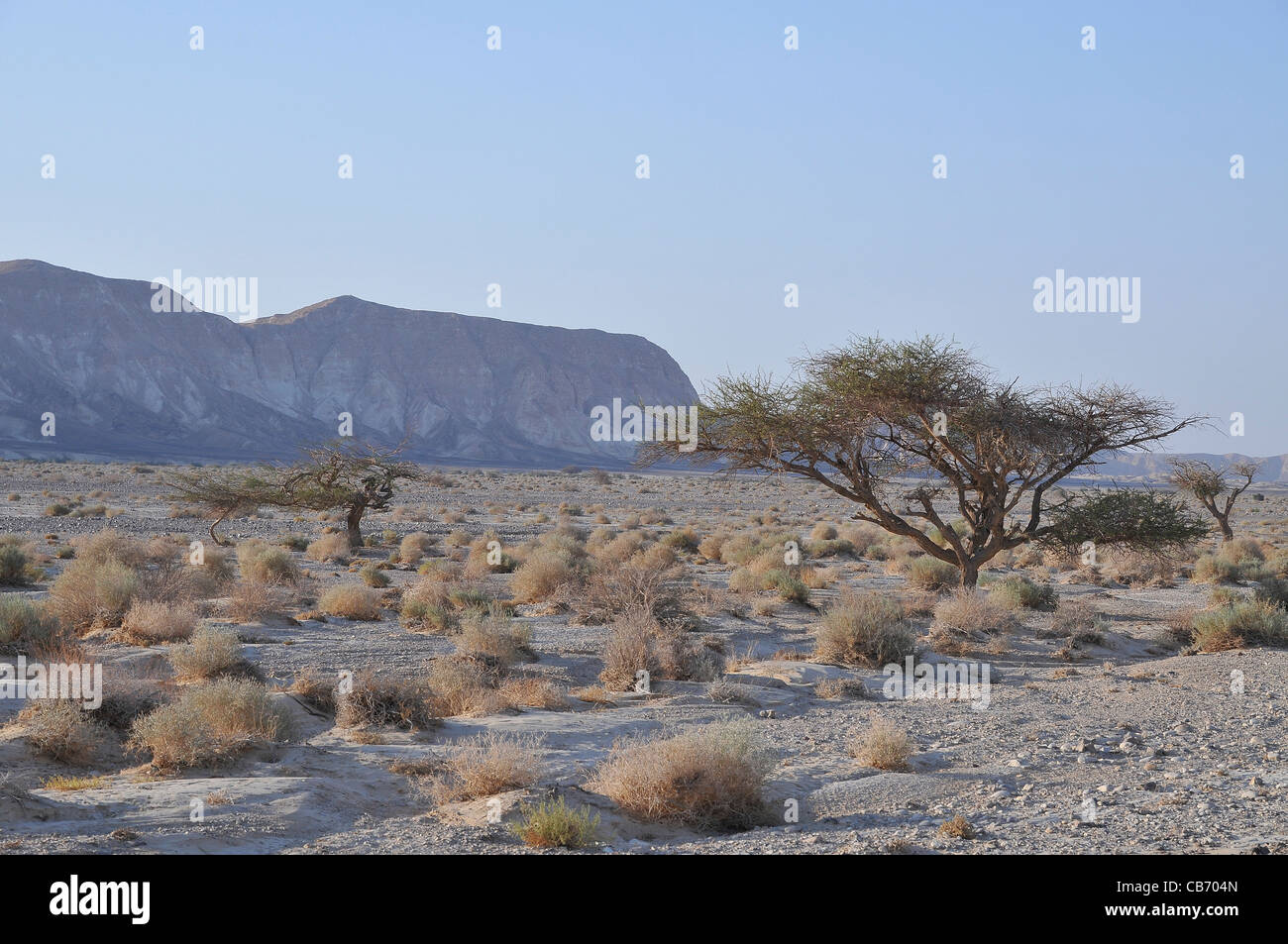 Israel, Aravah Desert Landscape Lone Acacia tree Stock Photo - Alamy