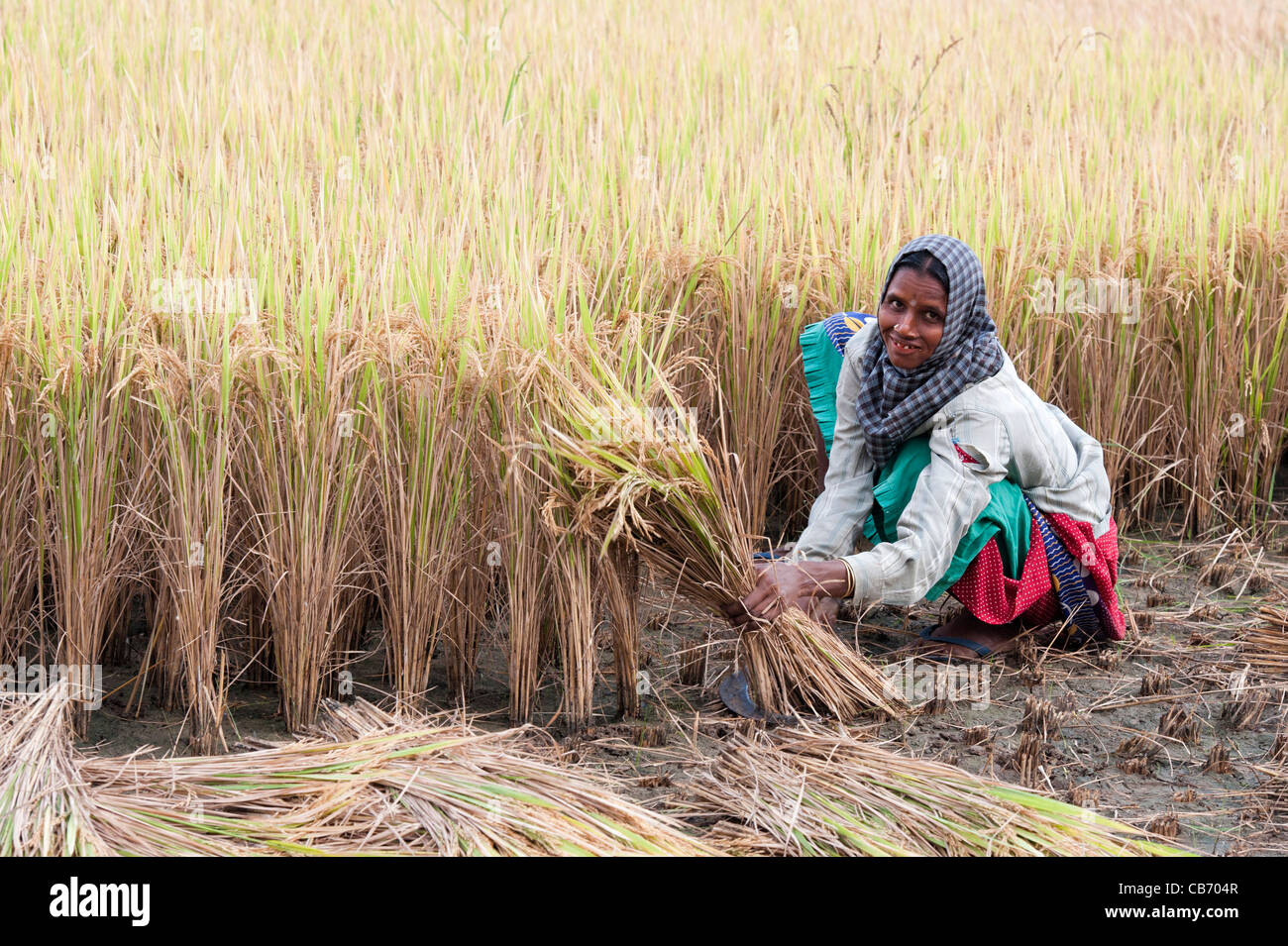 Indian woman cutting rice in the middle of a ripe paddy field with a ...
