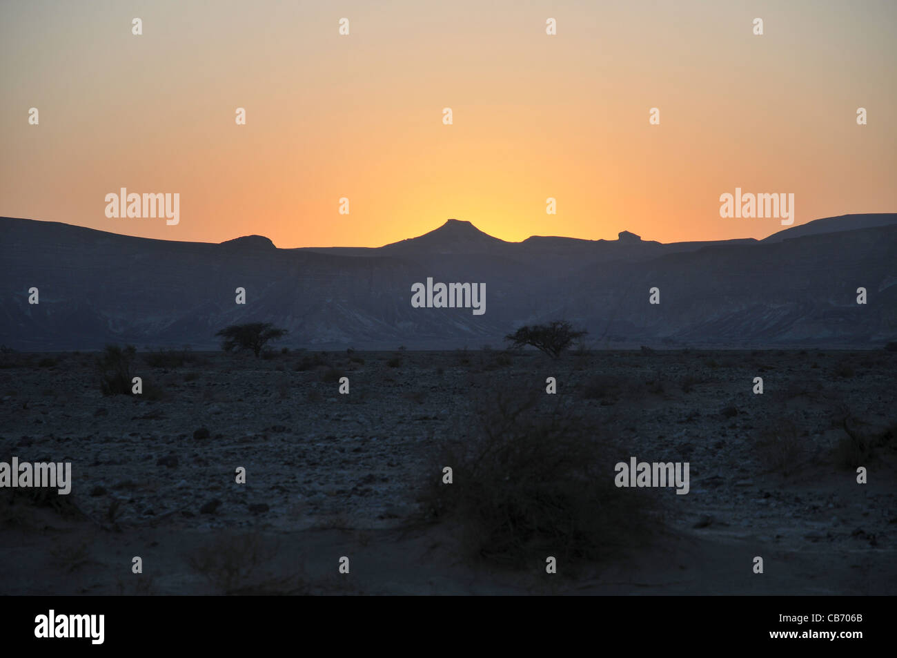 Acacia desert israel tree hi-res stock photography and images - Alamy