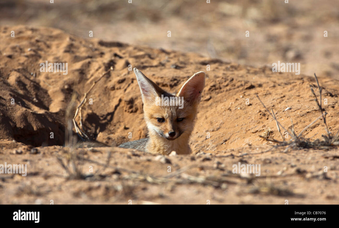 cape fox young at entrance of den Stock Photo - Alamy