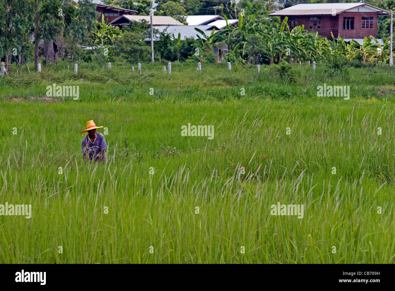 Thailand woman working in a rice paddy Stock Photo - Alamy