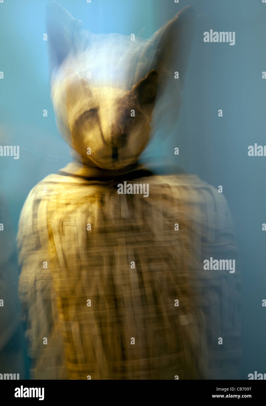 Mummified Cat At British Museum Stock Photo - Alamy