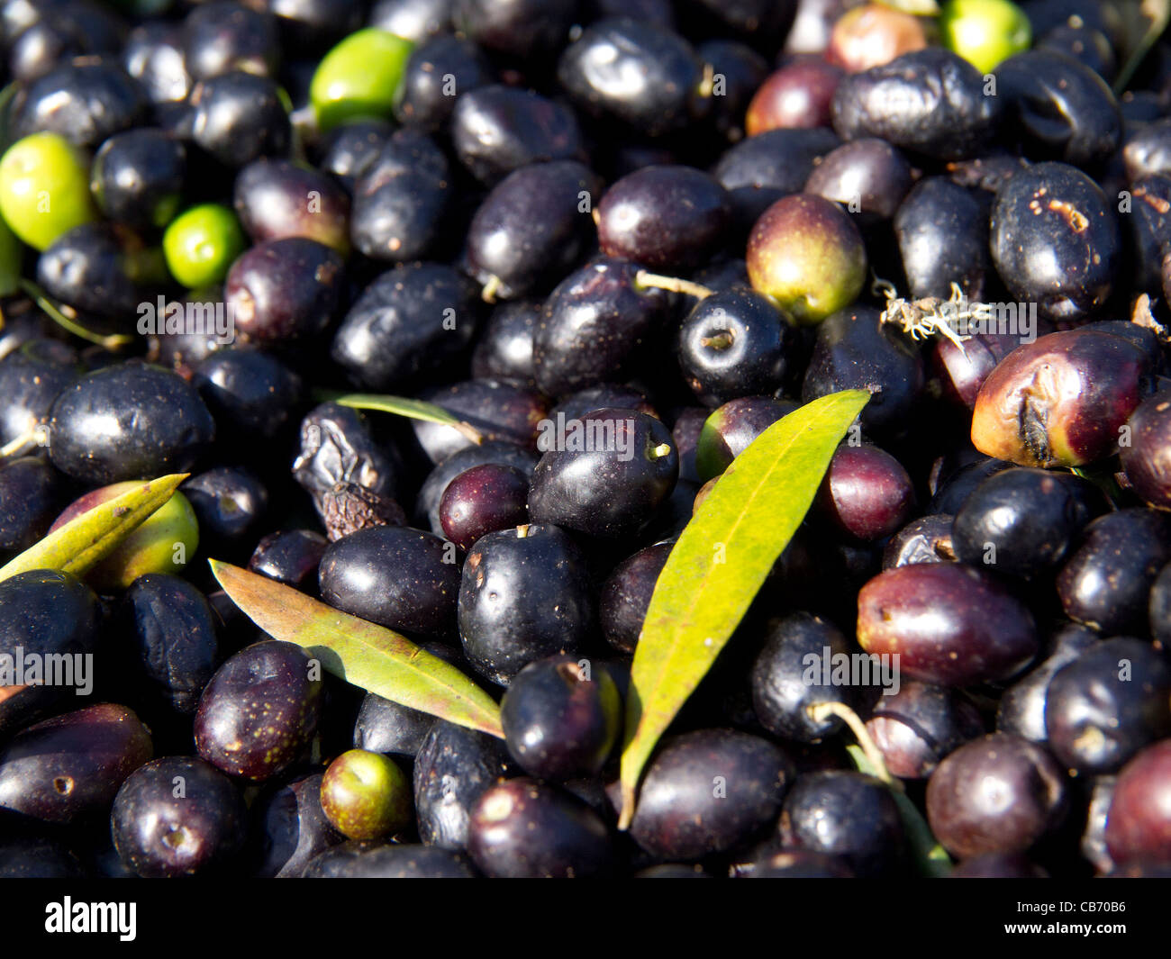 Cyprus olives hi-res stock photography and images - Alamy
