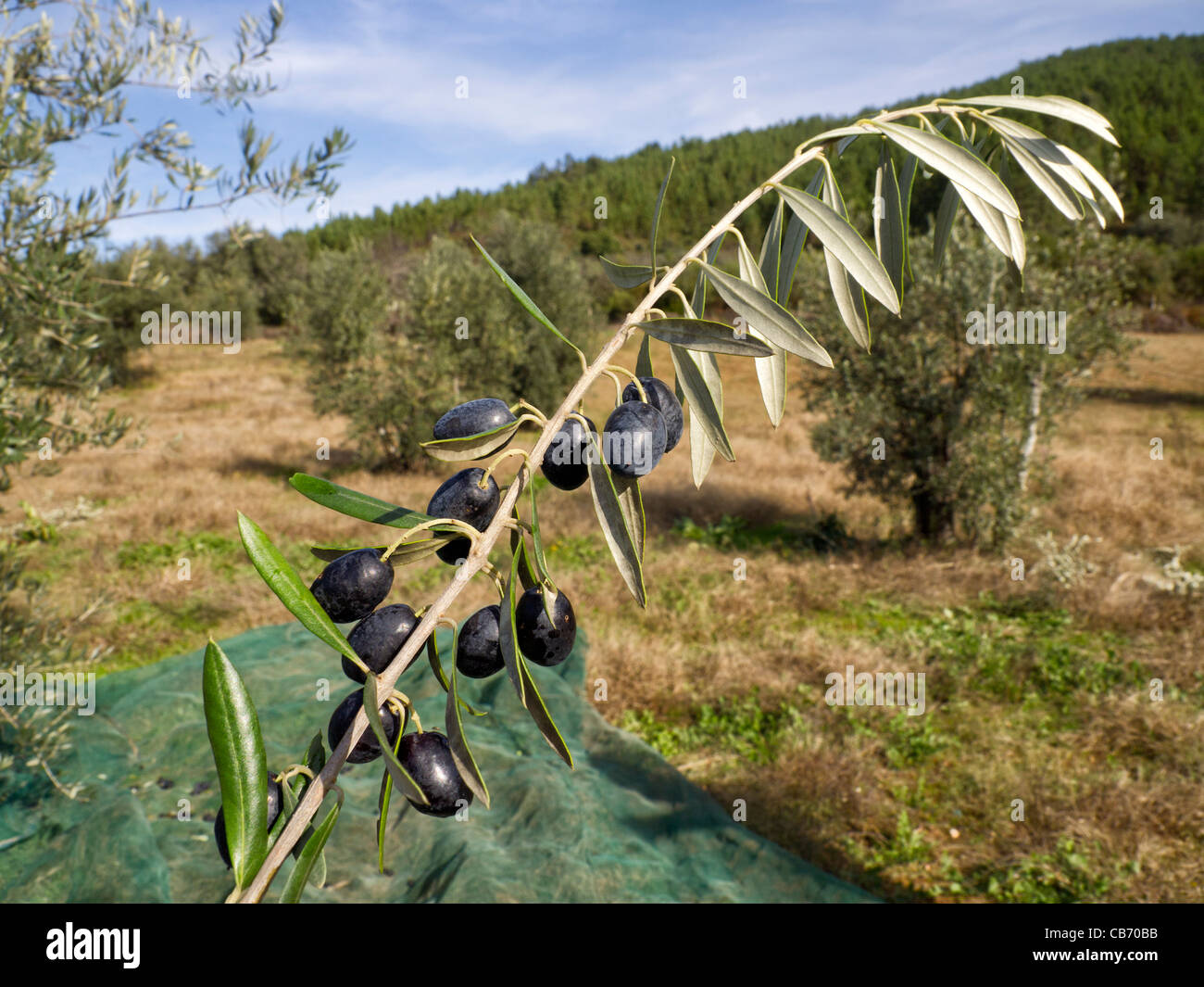 Olive branch hi-res stock photography and images - Alamy