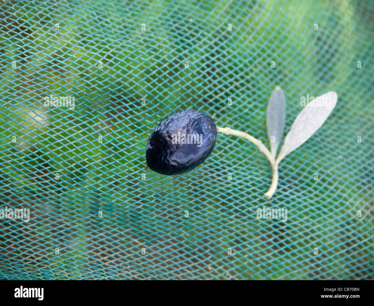 One olive hi-res stock photography and images - Alamy