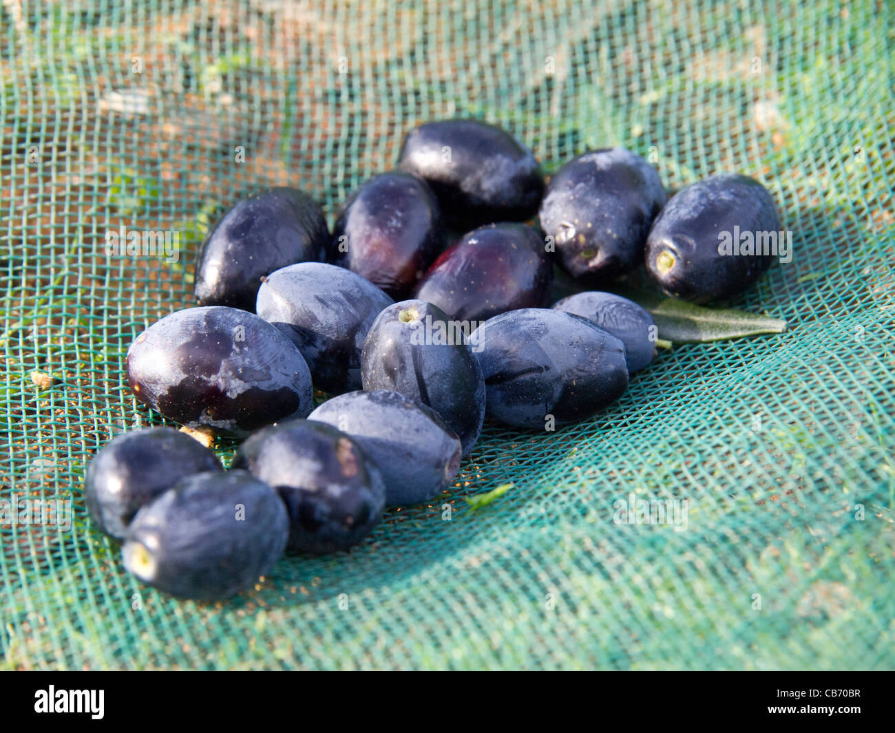 Black olive detail hi-res stock photography and images - Alamy