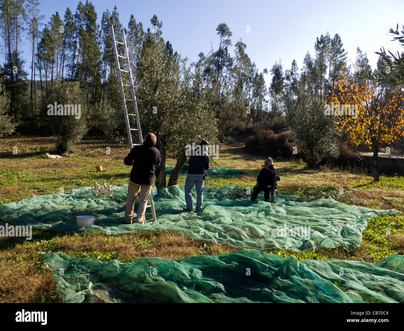 Traditional method olive picking Stock Photo - Alamy