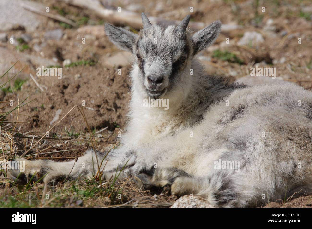 Feral goat Capra hircus kid Scotland Stock Photo - Alamy
