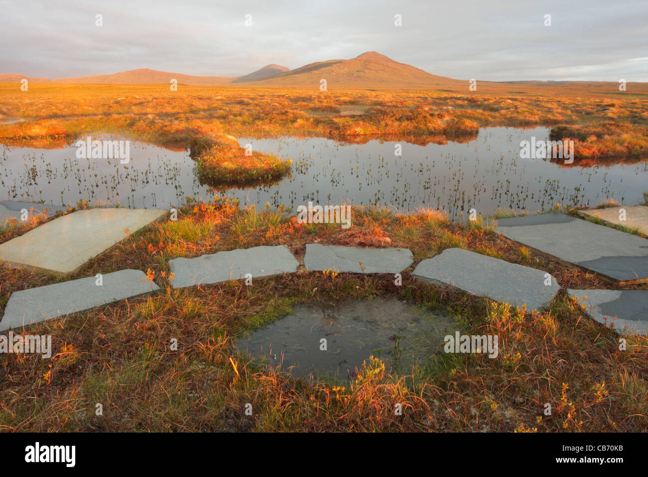 Bog trail hi-res stock photography and images - Alamy