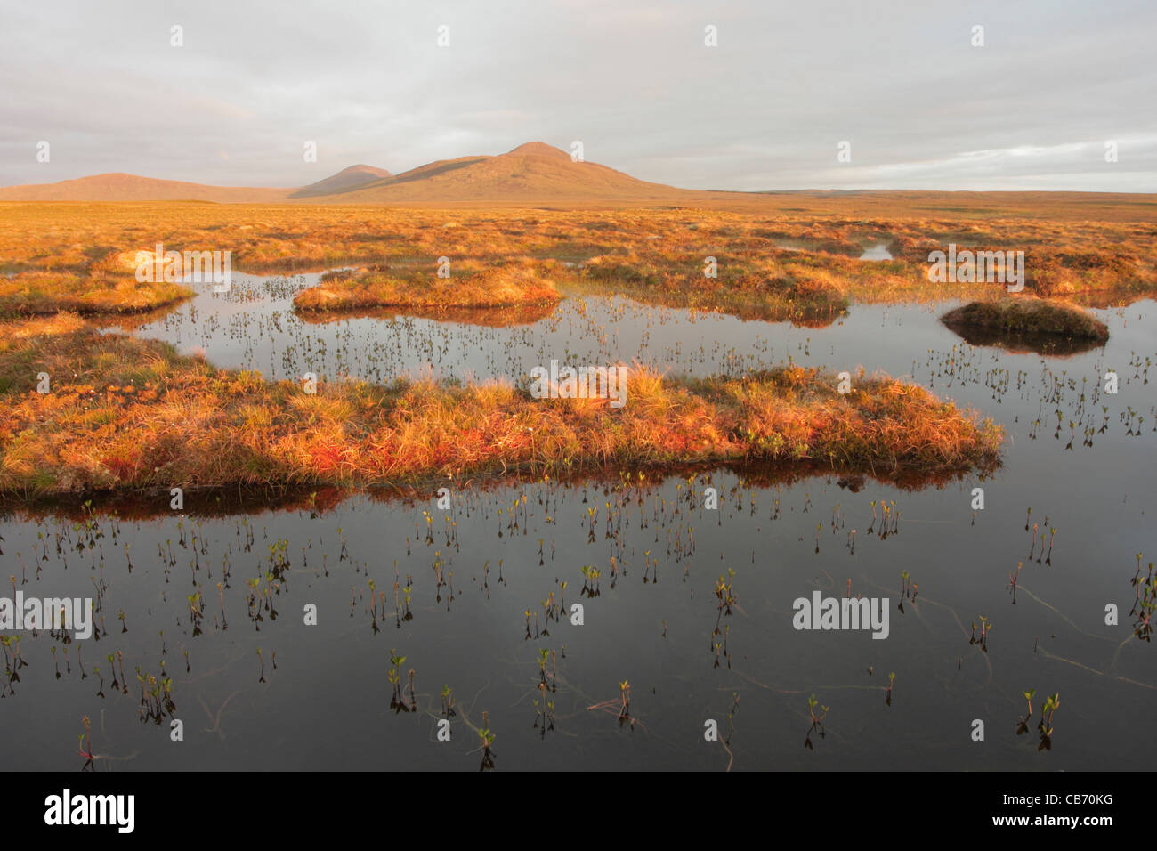 Bog pools on Dubh Lochan Trail UK Stock Photo - Alamy