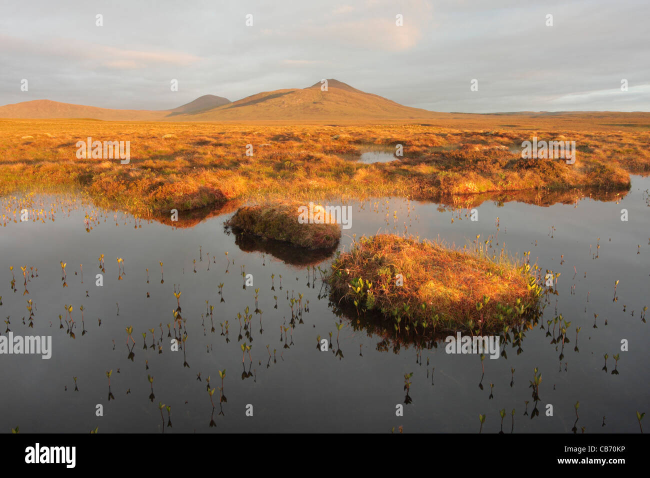 Bog pools on Dubh Lochan Trail UK Stock Photo - Alamy