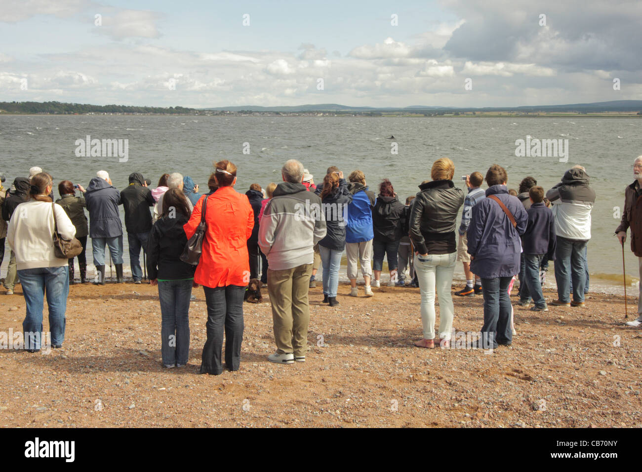 People watching bottle-nosed dolphin UK Stock Photo - Alamy