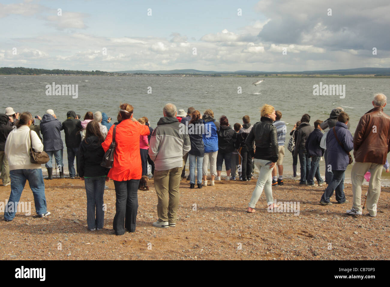 People watching bottle-nosed dolphin UK Stock Photo - Alamy