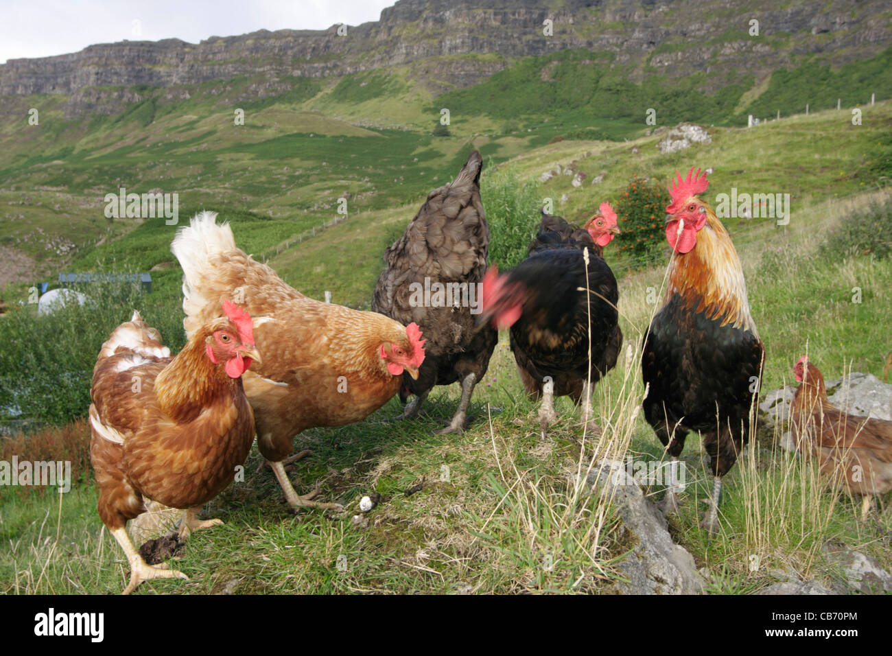 Domestic hen free-range flock feeding in field UK Stock Photo - Alamy
