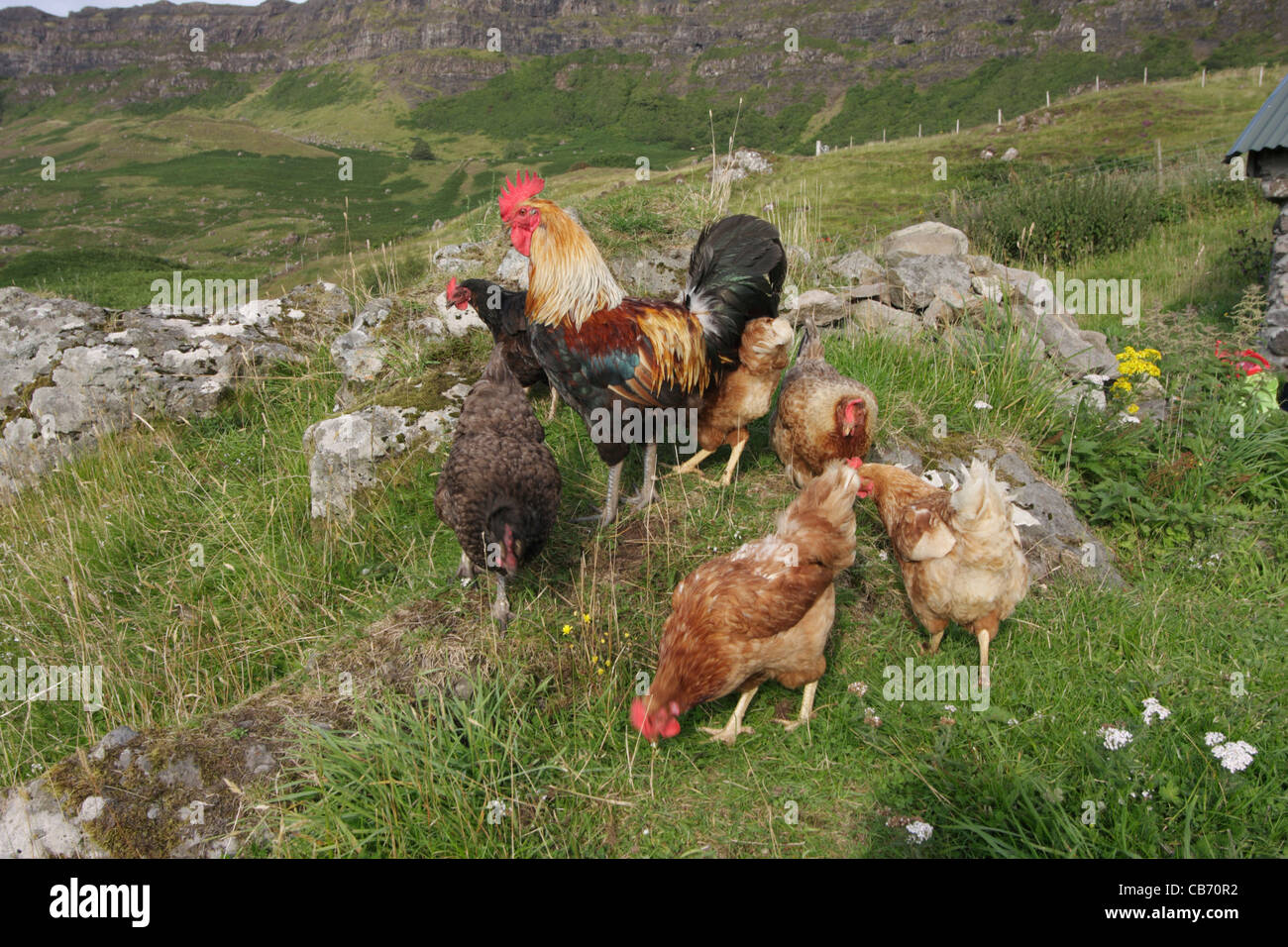 Uk free range hen hi-res stock photography and images - Alamy