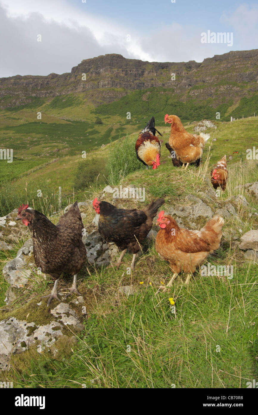 Flock feeding hi-res stock photography and images - Alamy