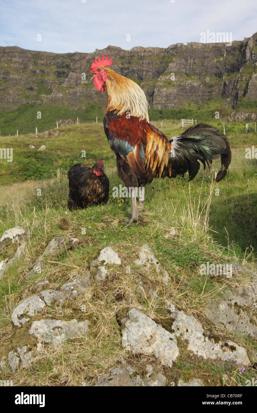 Cockrel hi-res stock photography and images - Alamy