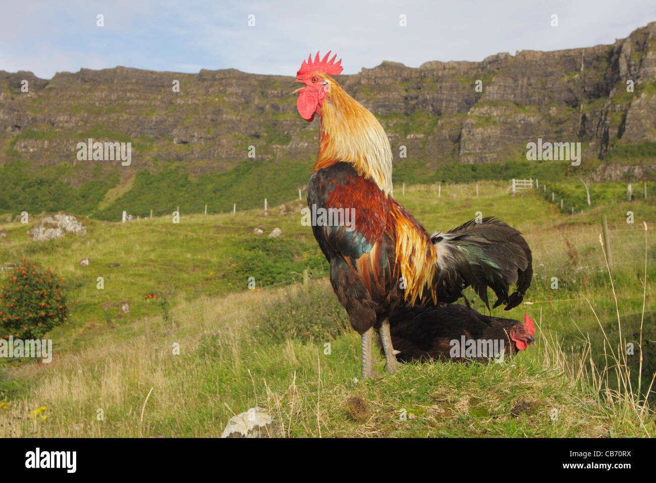 Hen part hi-res stock photography and images - Alamy
