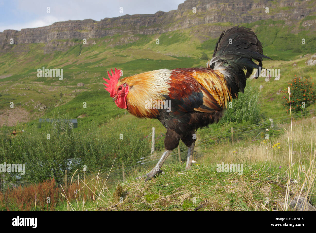 Domestic hen cockrel part of free-range flock in field UK Stock Photo ...