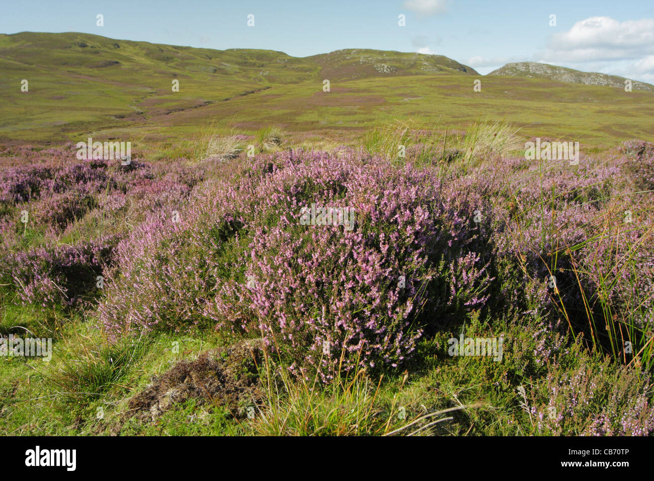 Heather road hi-res stock photography and images - Alamy