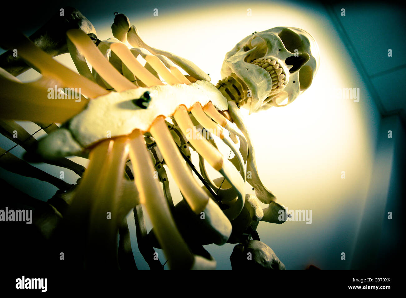 Medical skeleton old bones human skull Orthopedics Stock Photo - Alamy