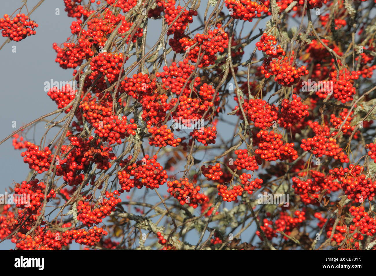 Rowan mountain ash hi-res stock photography and images - Alamy